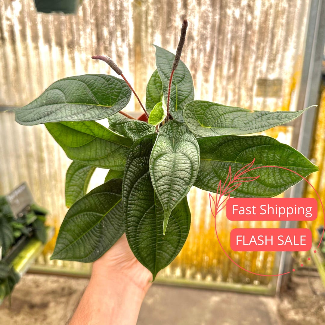 Piper Parmatum Live Plant | Piper Peperomia Pet Safe House Plants ...