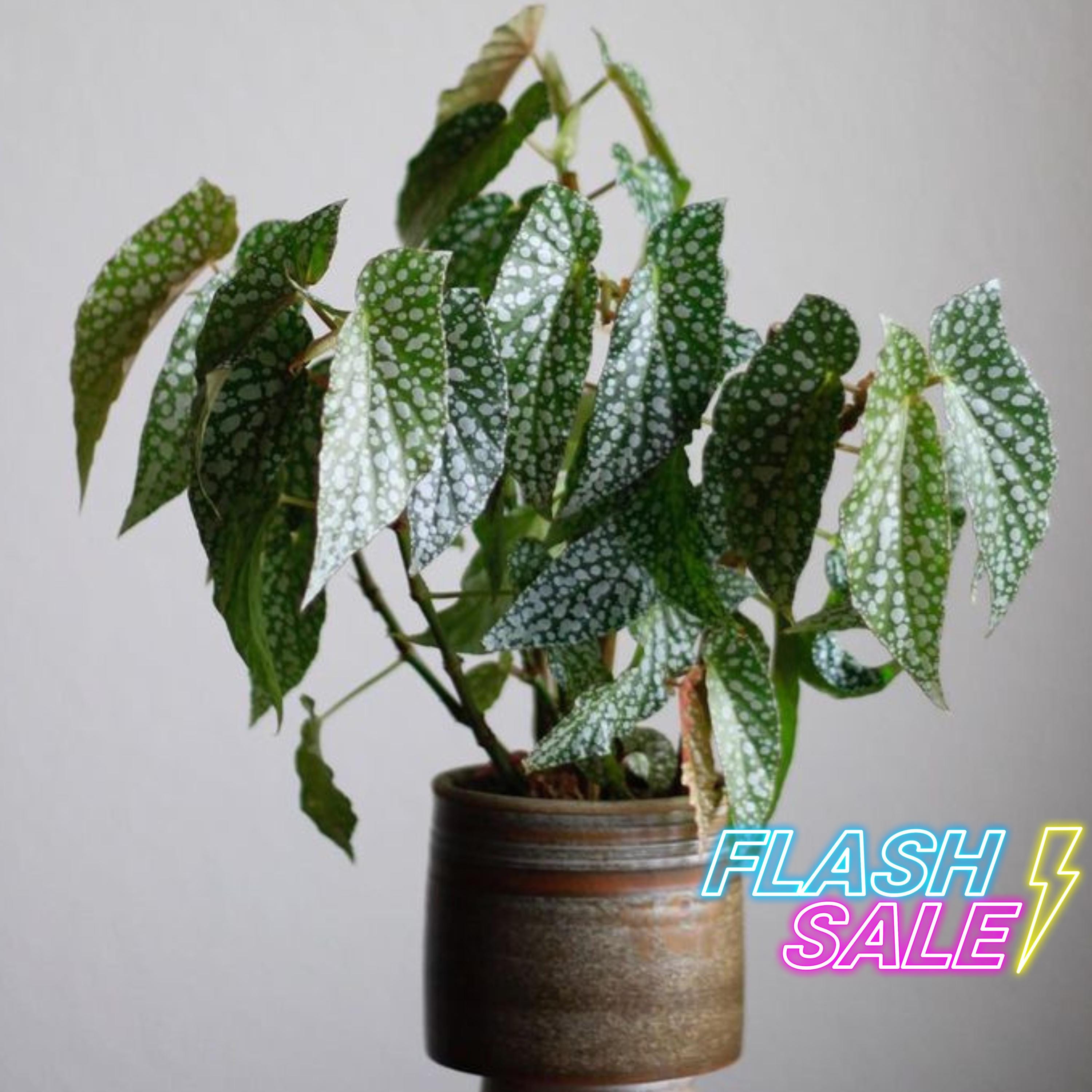 Begonia White Ice Live Plant Hanging | Angel Wing Begonia Indoor House ...