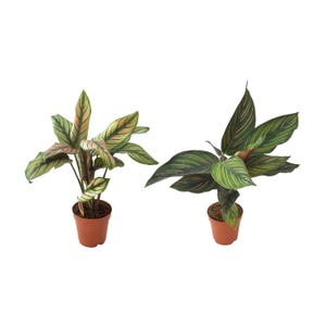 Assorted Calathea Plant Starter Pack | Calathea Bundle House Plants ...