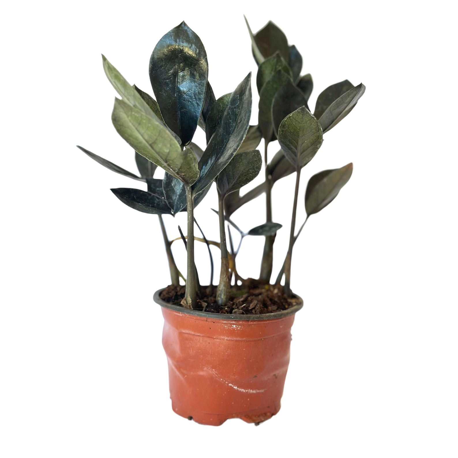 Zz Live Plant Black Queen | Low Light House Plants | Zz Houseplants ...