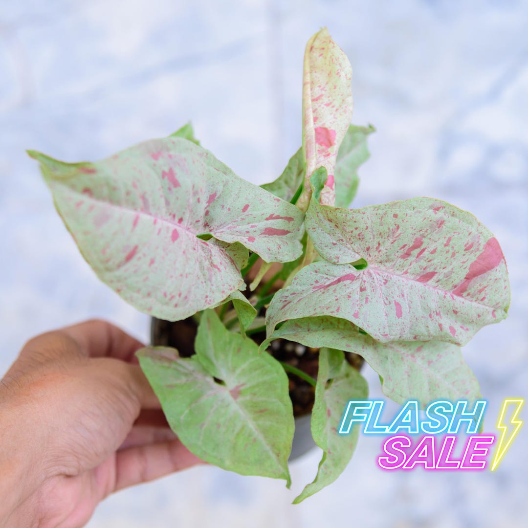 Syngonium Milk Confetti Live Plant | Pink Syngonium Milk Confetti House ...
