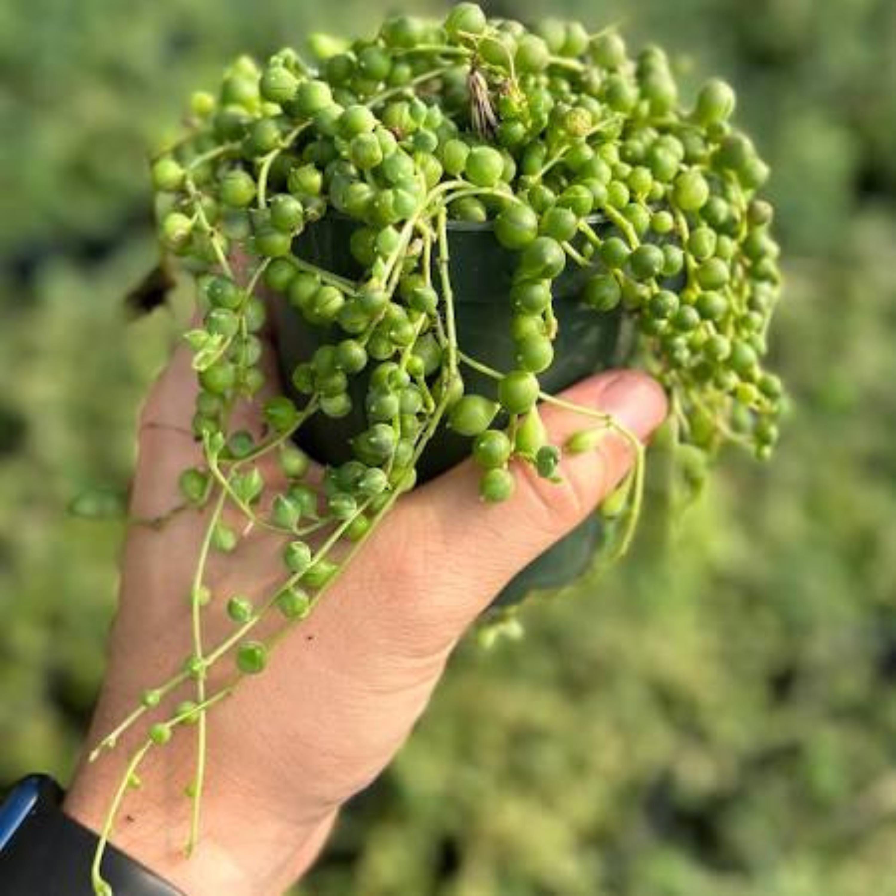 String of Pearls Live Plant | Curio Rowleyanus Starter Plants | Rare ...
