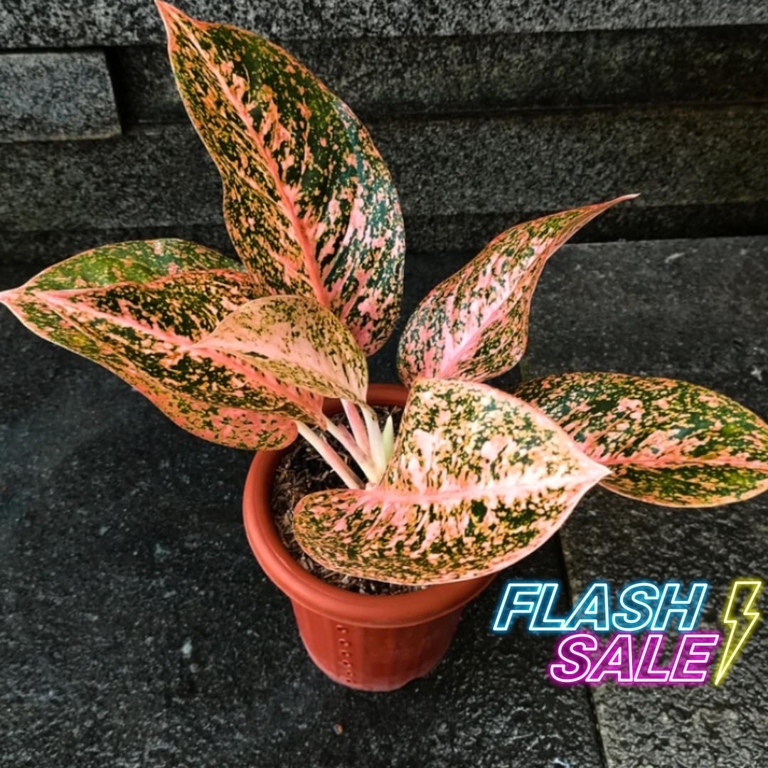 Aglaonema Live Plant Orange Stardust | Aglaonema Orange Stardust House ...