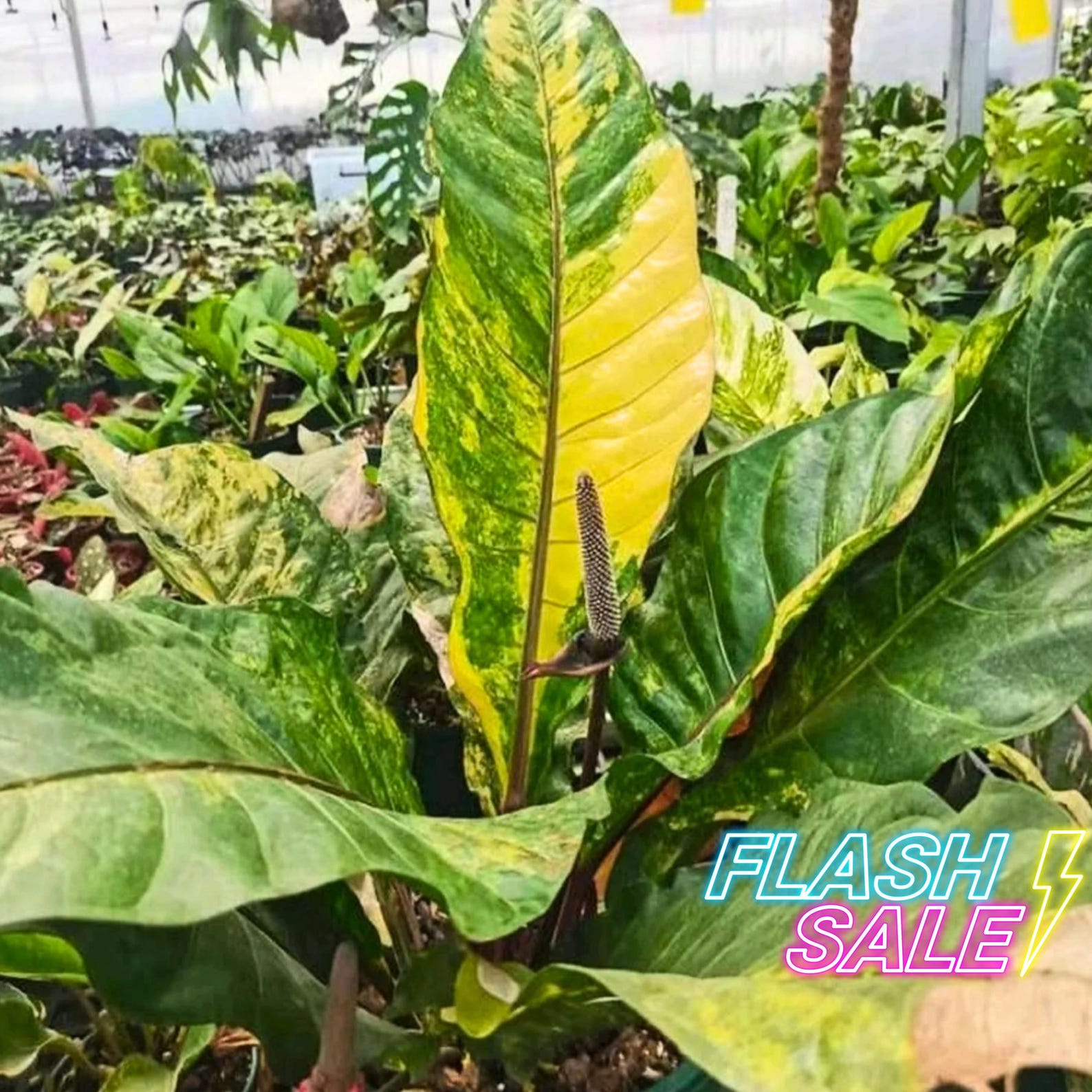 Anthurium Hookeri Variegated Live Plant | Variegata Anthuriums Cutting ...