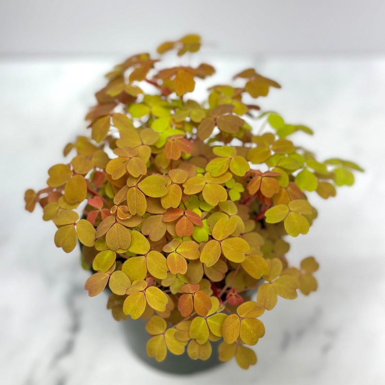 Oxalis Triangularis Live Plant | Purple Shamrock House Plants | Indoor ...
