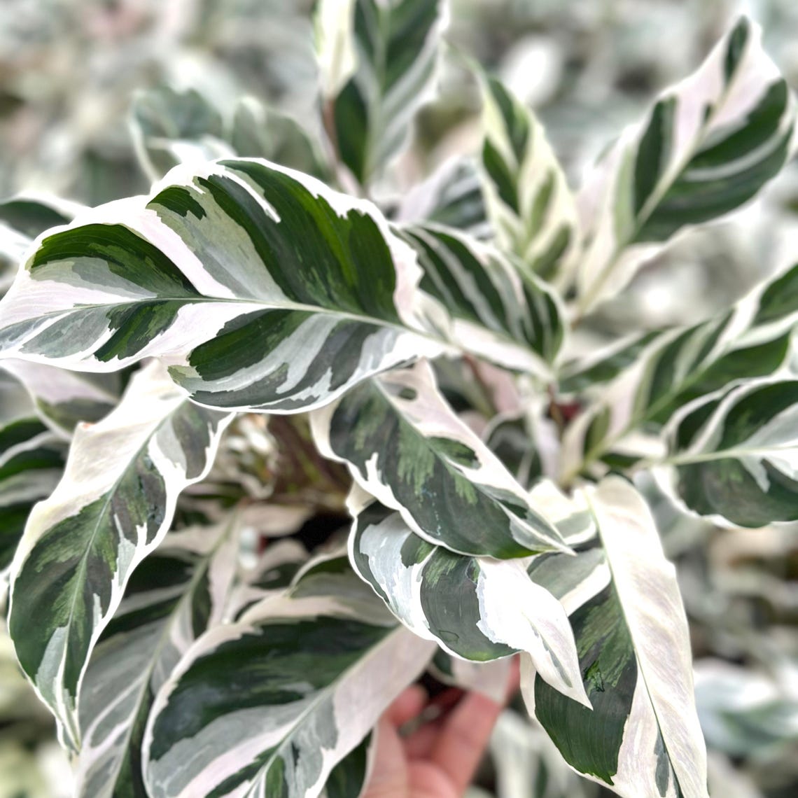 Calathea Plant White Fusion Live | Calathea White Fusion House Plant ...