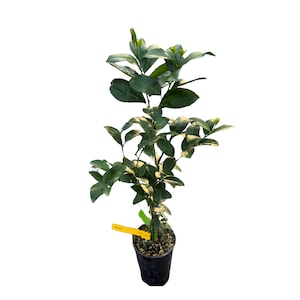 Yellow Lemon Tree Live Plant | Grafted Eureka Lemon Trees | House ...
