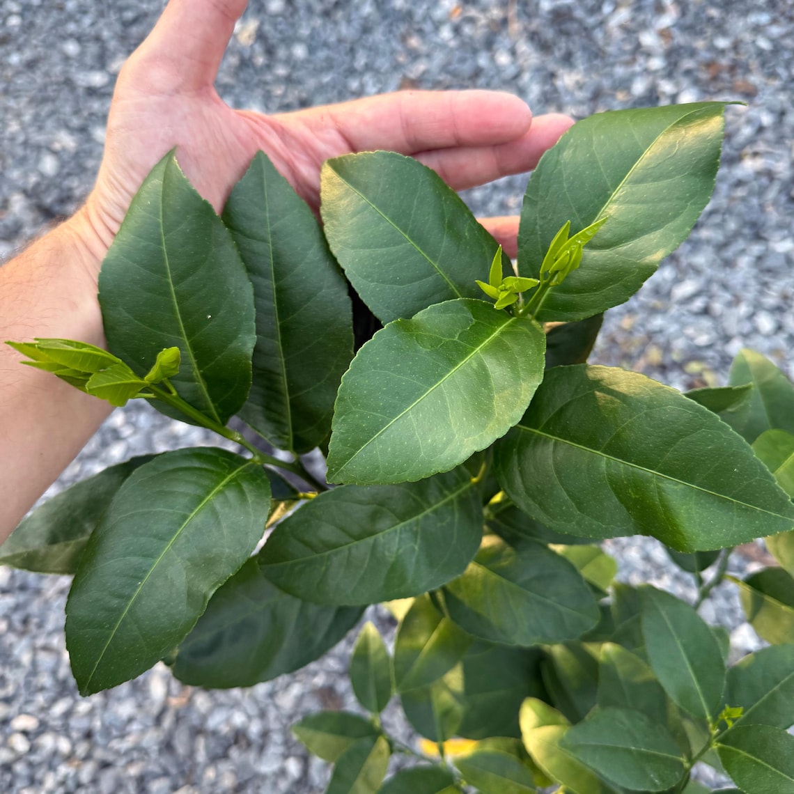 Eureka Lemon Tree Live Plant | Grafted Lemon Trees | House Plants for ...