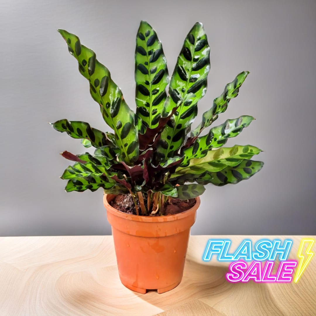 Calathea Plant Rattlesnake Live | Calathea Rattlesnake House Plant ...