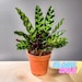 Calathea Plant Maranta Lemon Lime Live | Calathea Prayer Plants ...