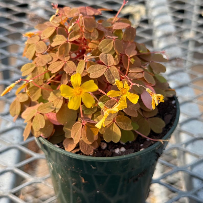 Golden Oxalis House Plant | Bright Yellow Shamrock | Low-maintenance ...