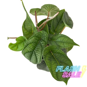 Peperomia Piper Parmatum Live Plant | Piper Peperomia Pet Safe House ...