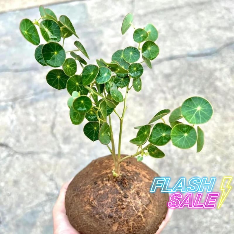 Caudex - Etsy
