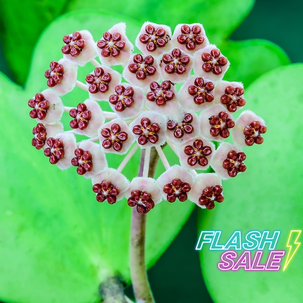 Live Plants Indoor - Etsy