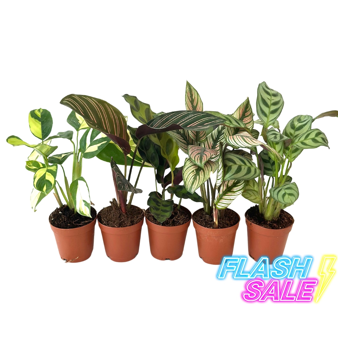 Calathea Assorted Pack Live Plants | Calathea Bundle House Plants ...