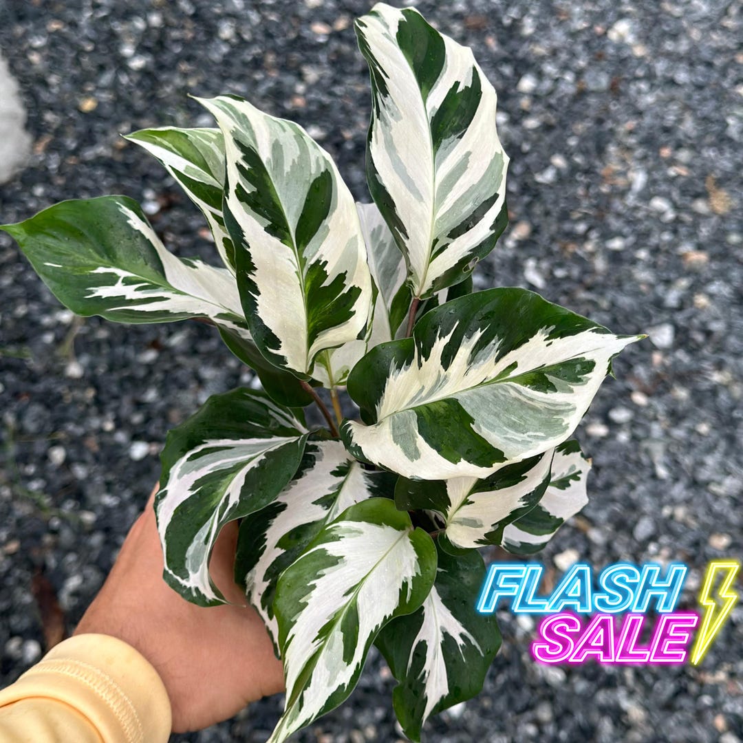 Calathea Stella Plant Live | Stella Calathea House Plants | Rooted ...