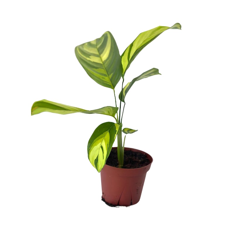 Calathea Pilosa Live Plant | Calathea Pilosa House Plants | Rooted ...