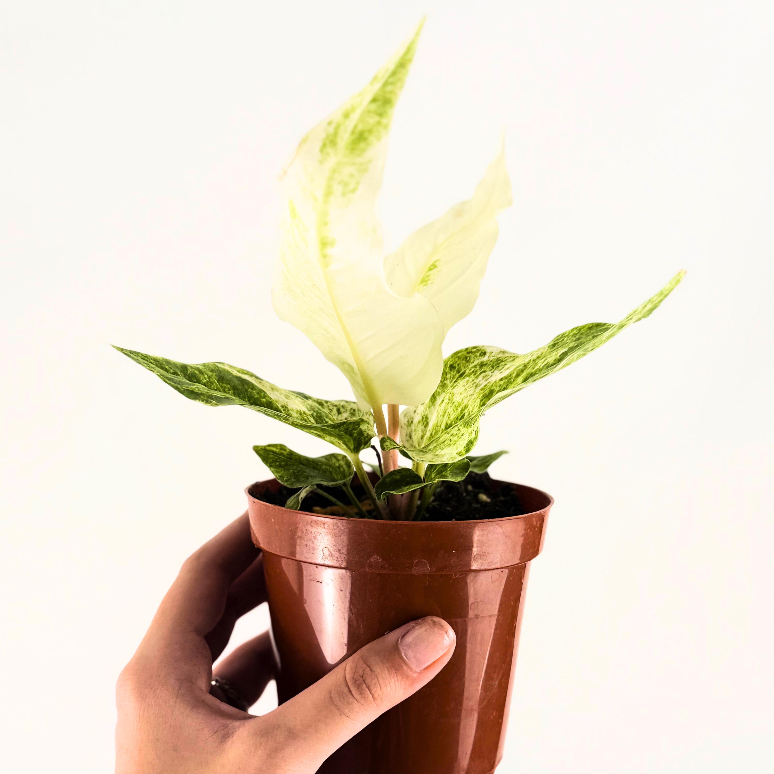 Anthurium Hookeri Variegated Live Plant | Variegata Anthuriums Cutting ...