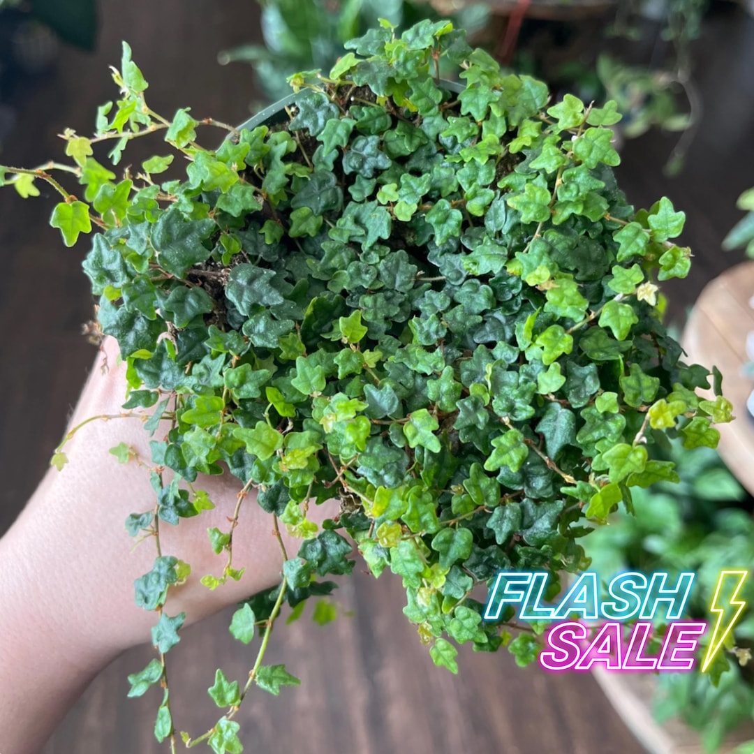 String of Frogs Live Plant | Ficus Pumila Quercifolia Starter Plants ...