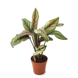 Assorted Calathea Plant Starter Pack | Calathea Bundle House Plants ...