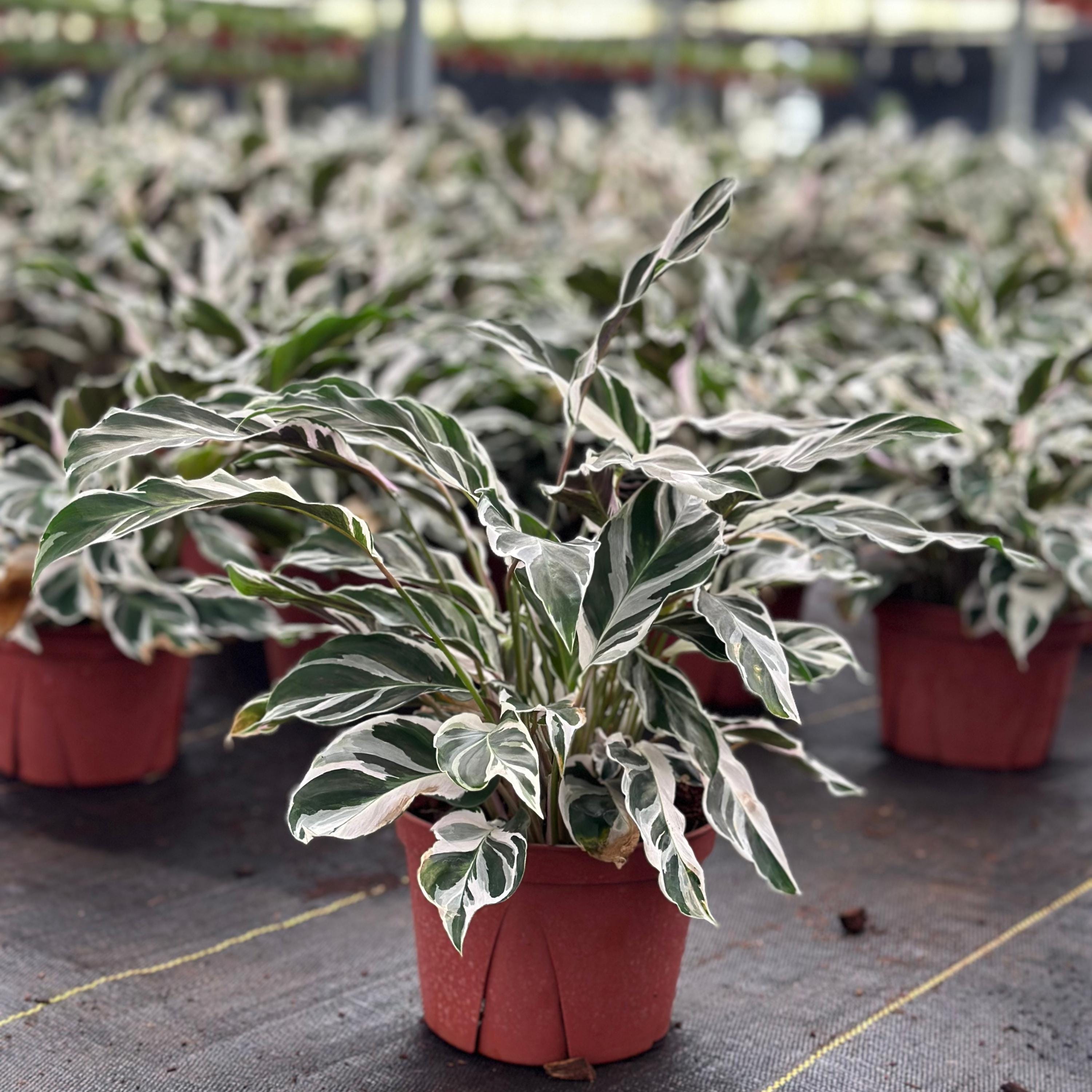 Calathea Plant White Fusion Live | Calathea White Fusion House Plant ...