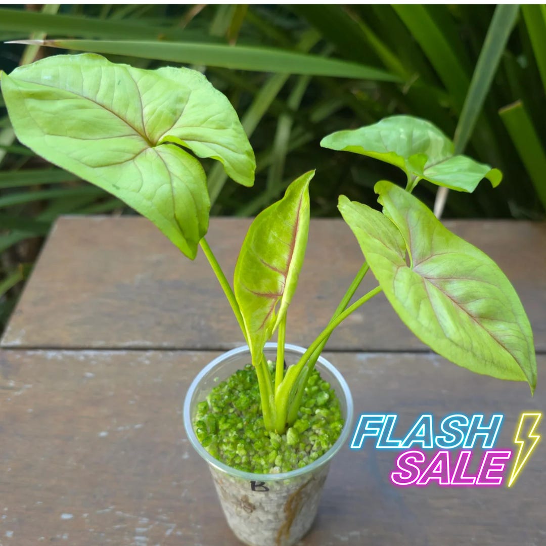 Syngonium Golden Allusion Plant Live | Gold Syngonium Arrowhead House ...