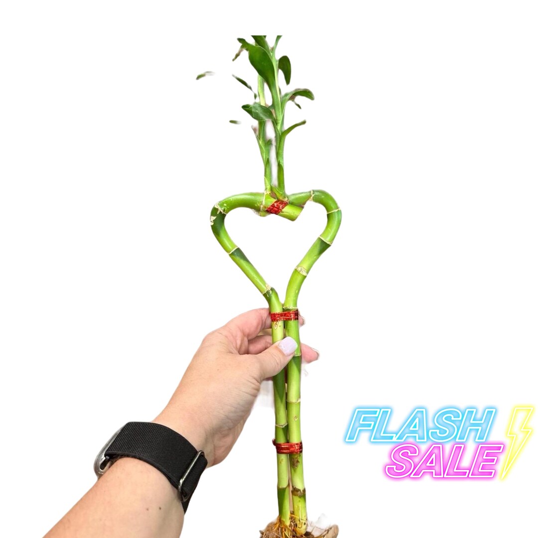 Heart Shaped Lucky Bamboo | Lucky Bamboo Live Plant | Heart Shaped ...