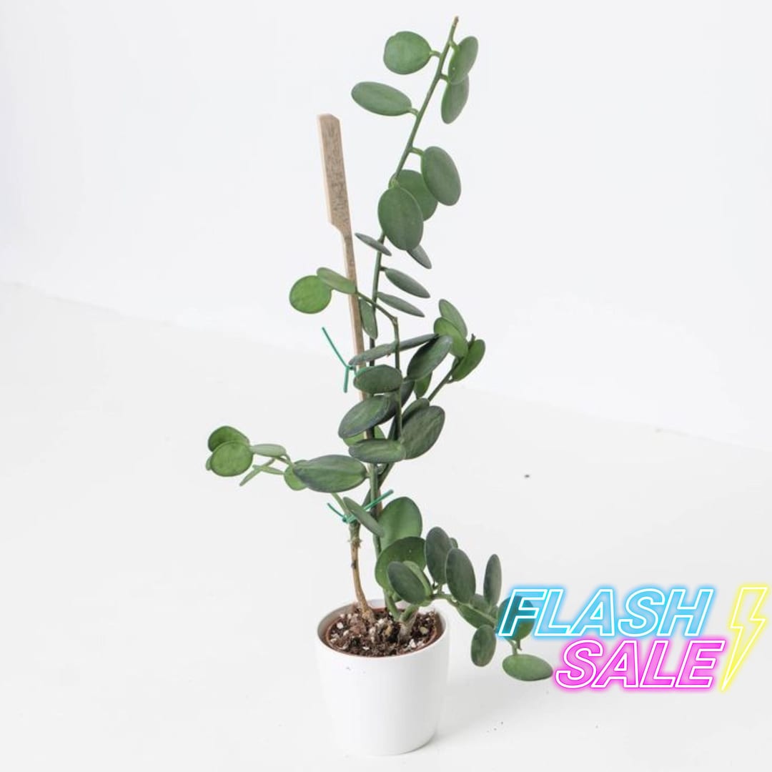 String of Nickels Live Plant | String of Coins Succulents | Xerosicyos ...