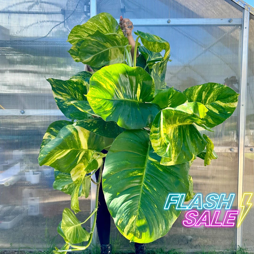 Pothos Hawaiian Live Plant Flash Sale | Epipremnum Hawaiian Pothos ...