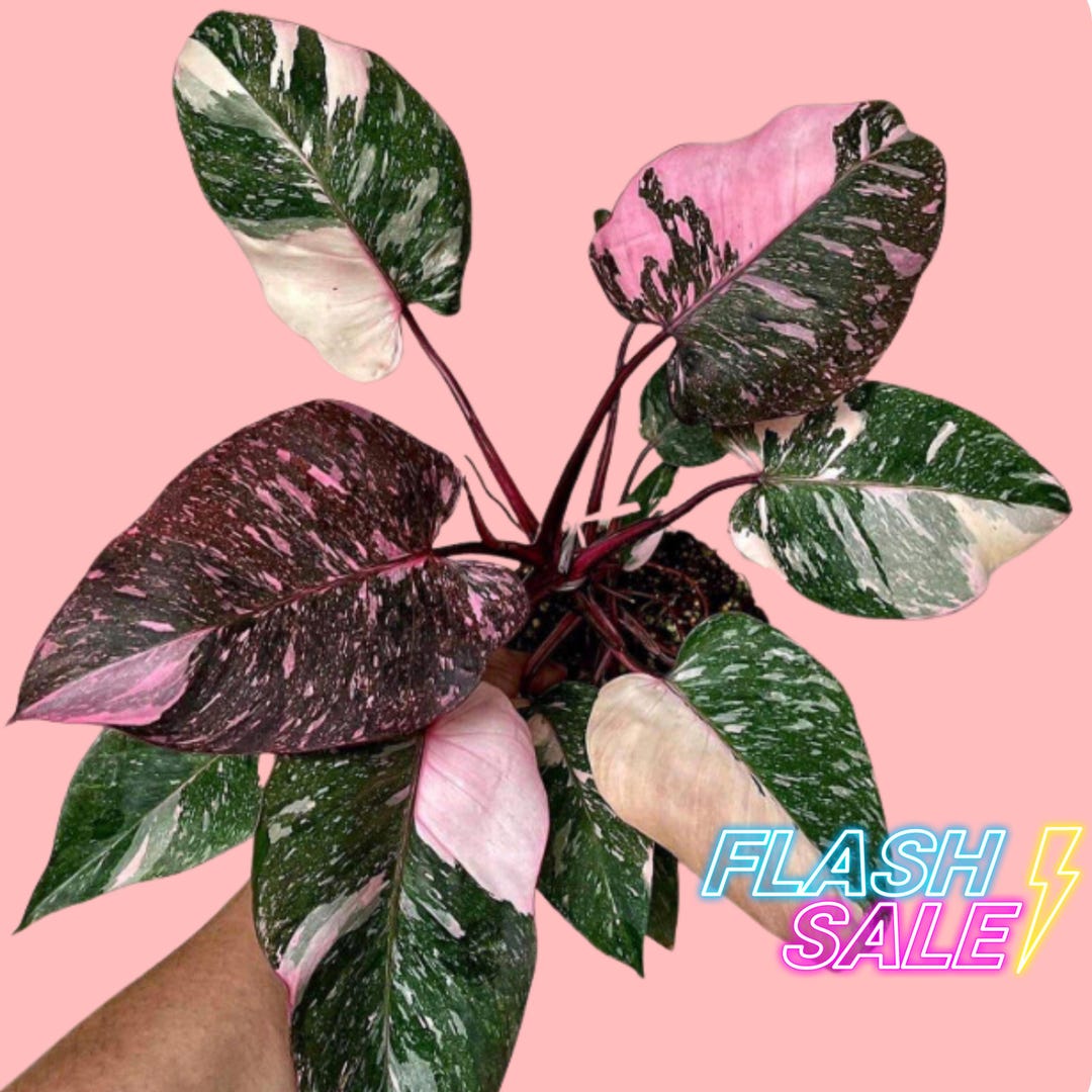 Philodendron Pink Princess Marble Plant Live | Philodendron Pink ...