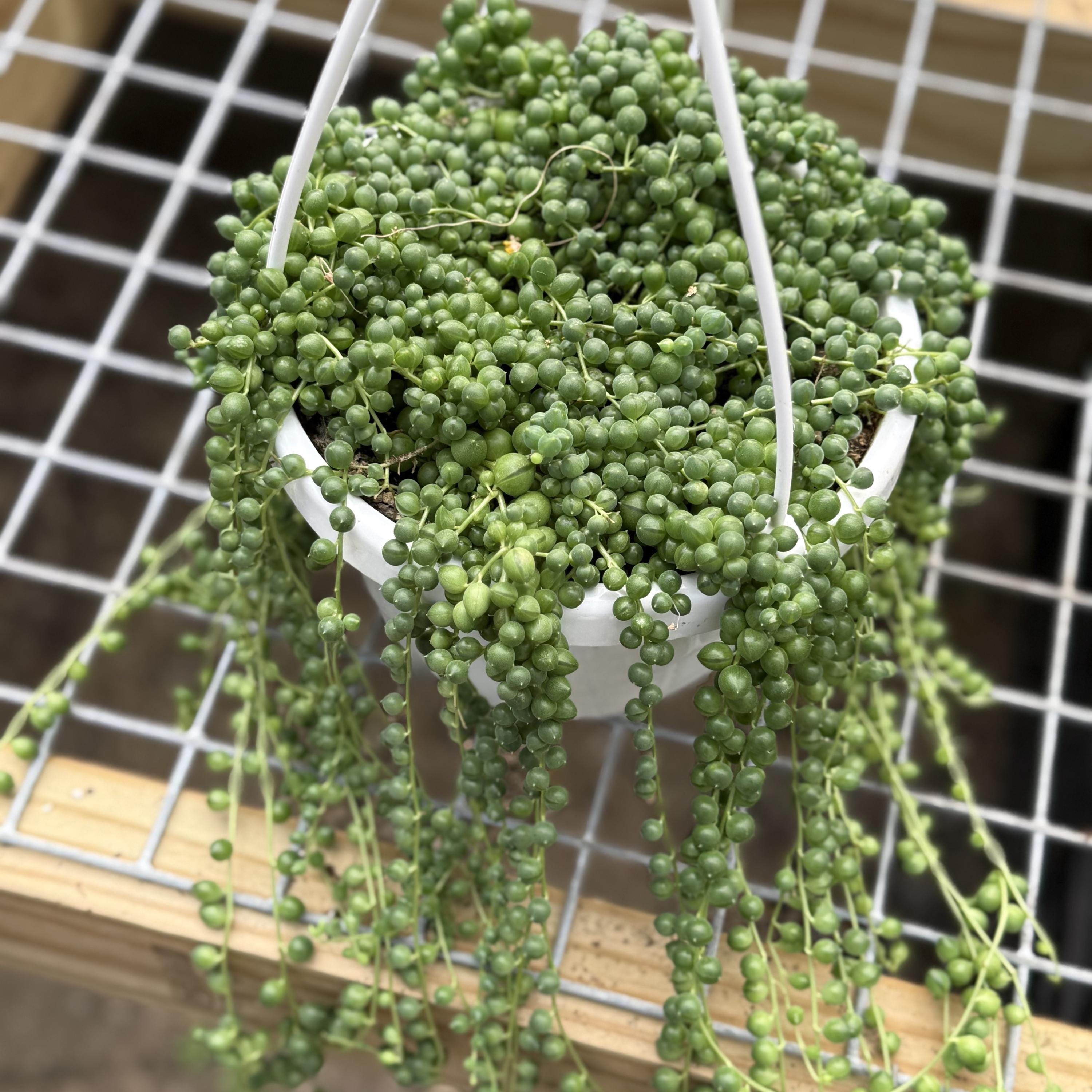 String of Pearls Live Plant | Curio Rowleyanus Starter Plants | Rare ...