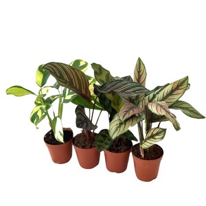 Assorted Calathea Plant Starter Pack | Calathea Bundle House Plants ...
