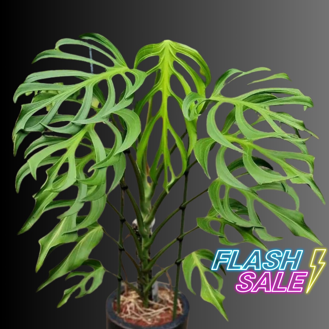Monstera Burle Marx Flame Live Plant | Monstera Burle Marx Flame Tissue ...