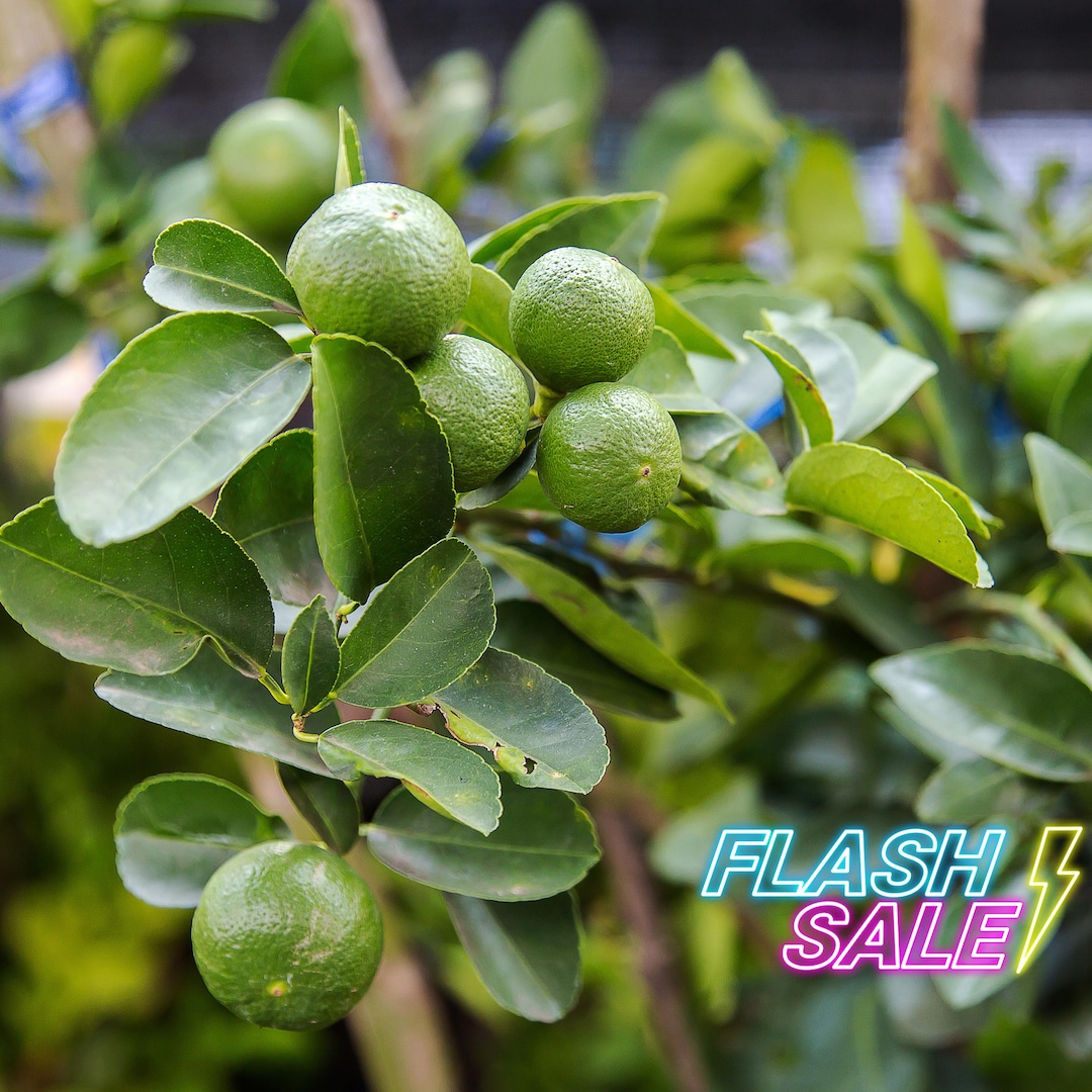 Persian Lime Citrus Fruit Tree Live Plant | Lime Tree House Plants ...
