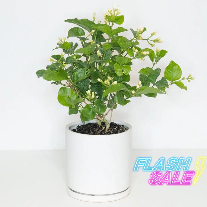 Midnight Perfume Jasmine Seeds - Etsy