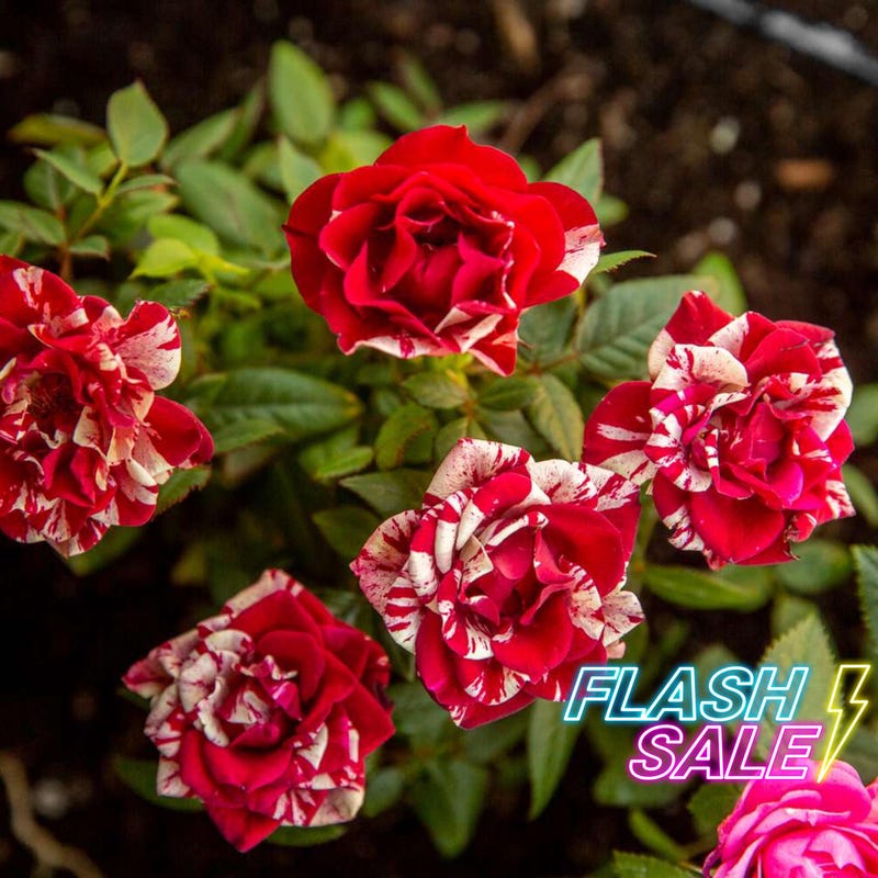 Rose Plants for Sale - Etsy