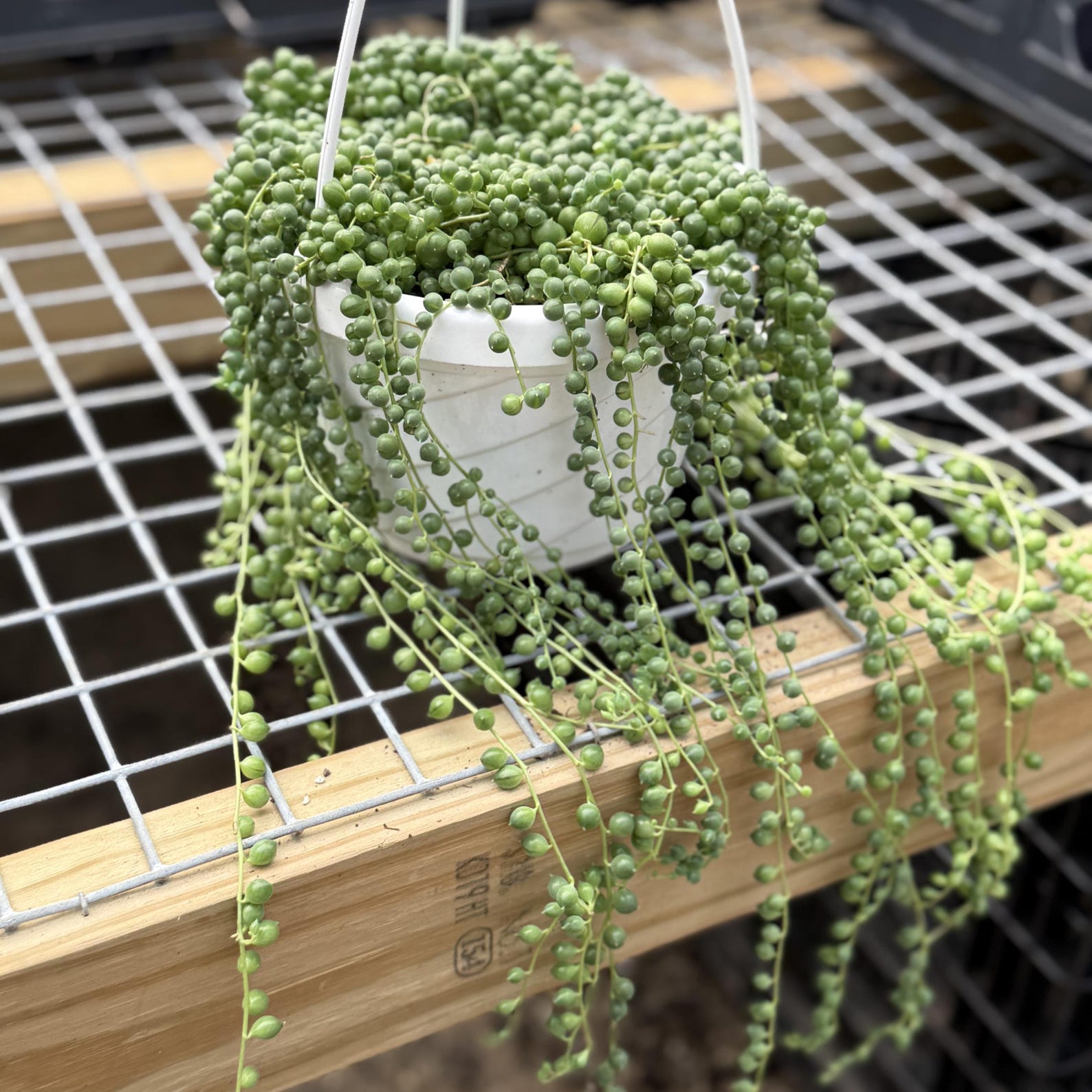 String of Pearls Live Plant | Curio Rowleyanus Starter Plants | Rare ...