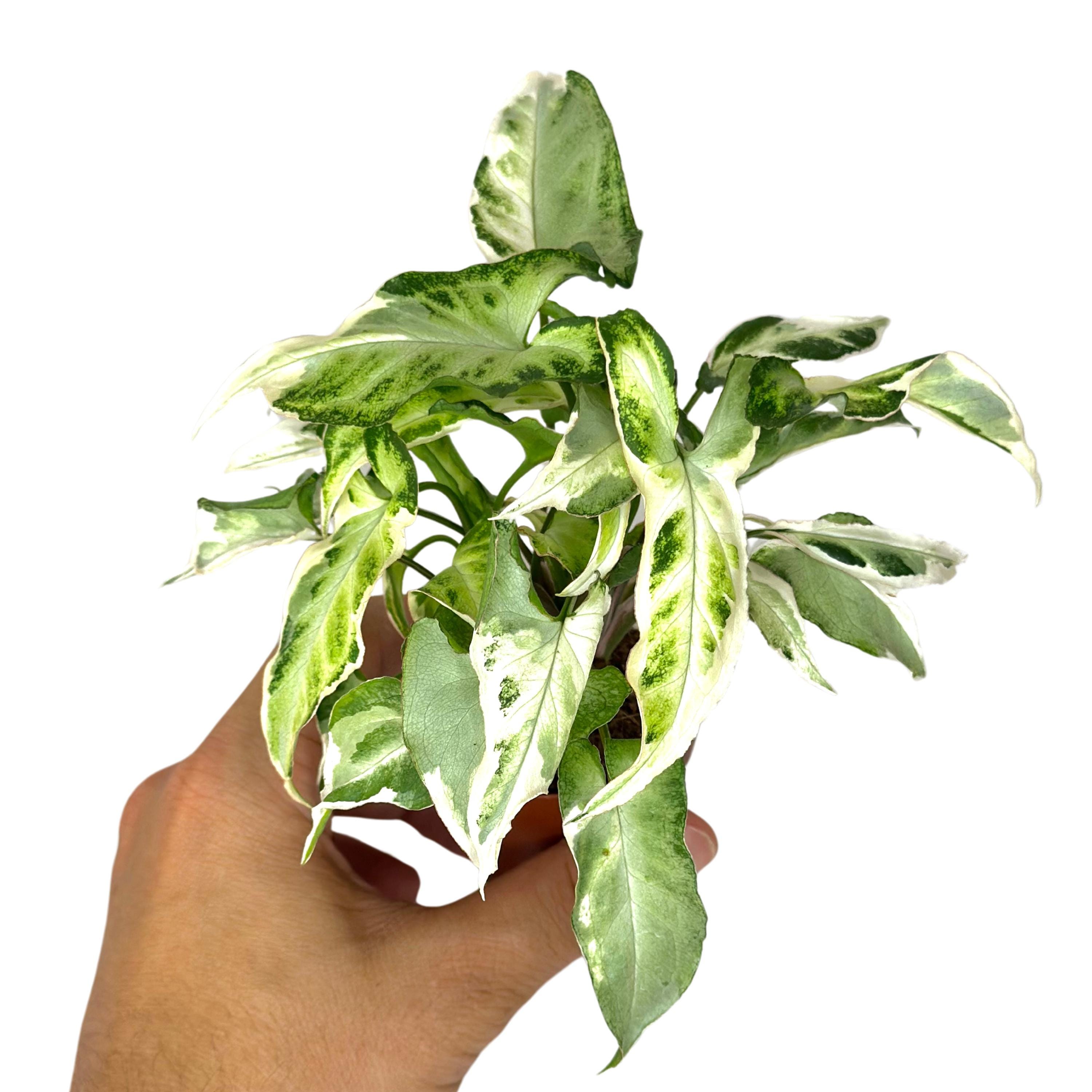 Syngonium Starlite Live Plant | White Arrowhead Syngonium House Plants ...