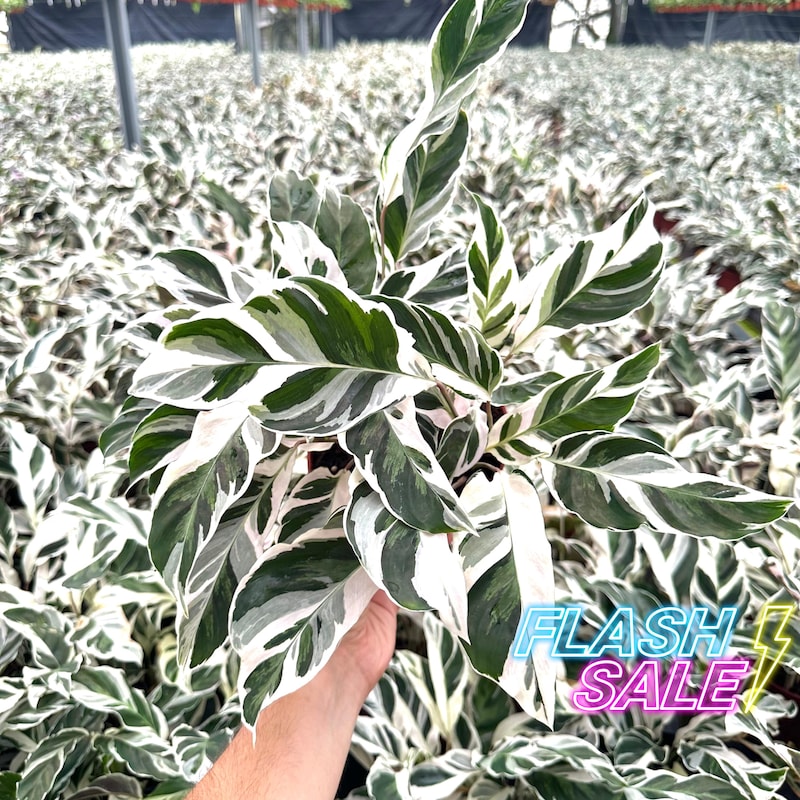 Calathea White Fusion - Etsy