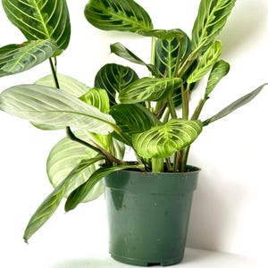 Calathea Plant Maranta Lemon Lime Live | Calathea Prayer Plants ...