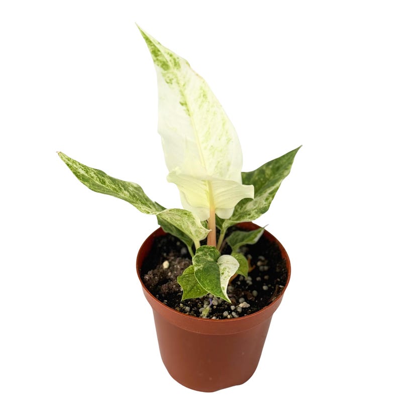 Anthurium Hookeri Variegated Live Plant | Variegata Anthuriums Cutting ...