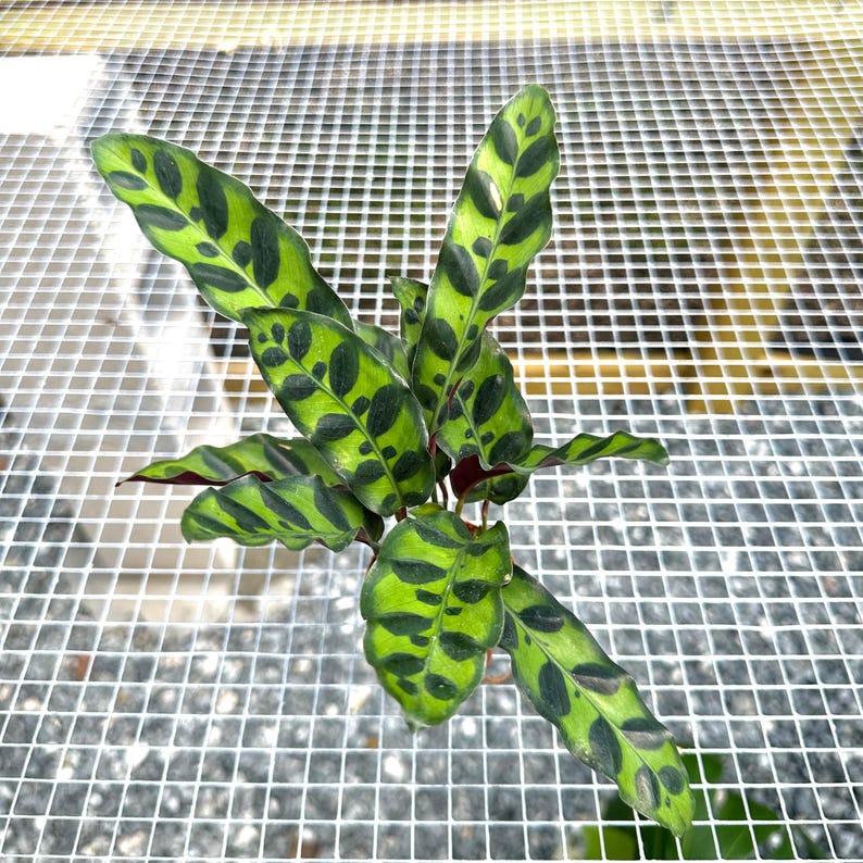 Calathea Plant Rattlesnake Live | Calathea Rattlesnake House Plant ...