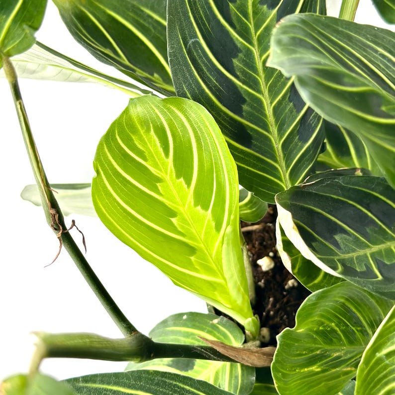 Calathea Plant Maranta Lemon Lime Live | Calathea Prayer Plants ...