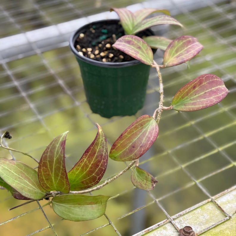 Hoya Merrillii Live Plant | Red Hoya Cuttings House Plants | Indoor ...
