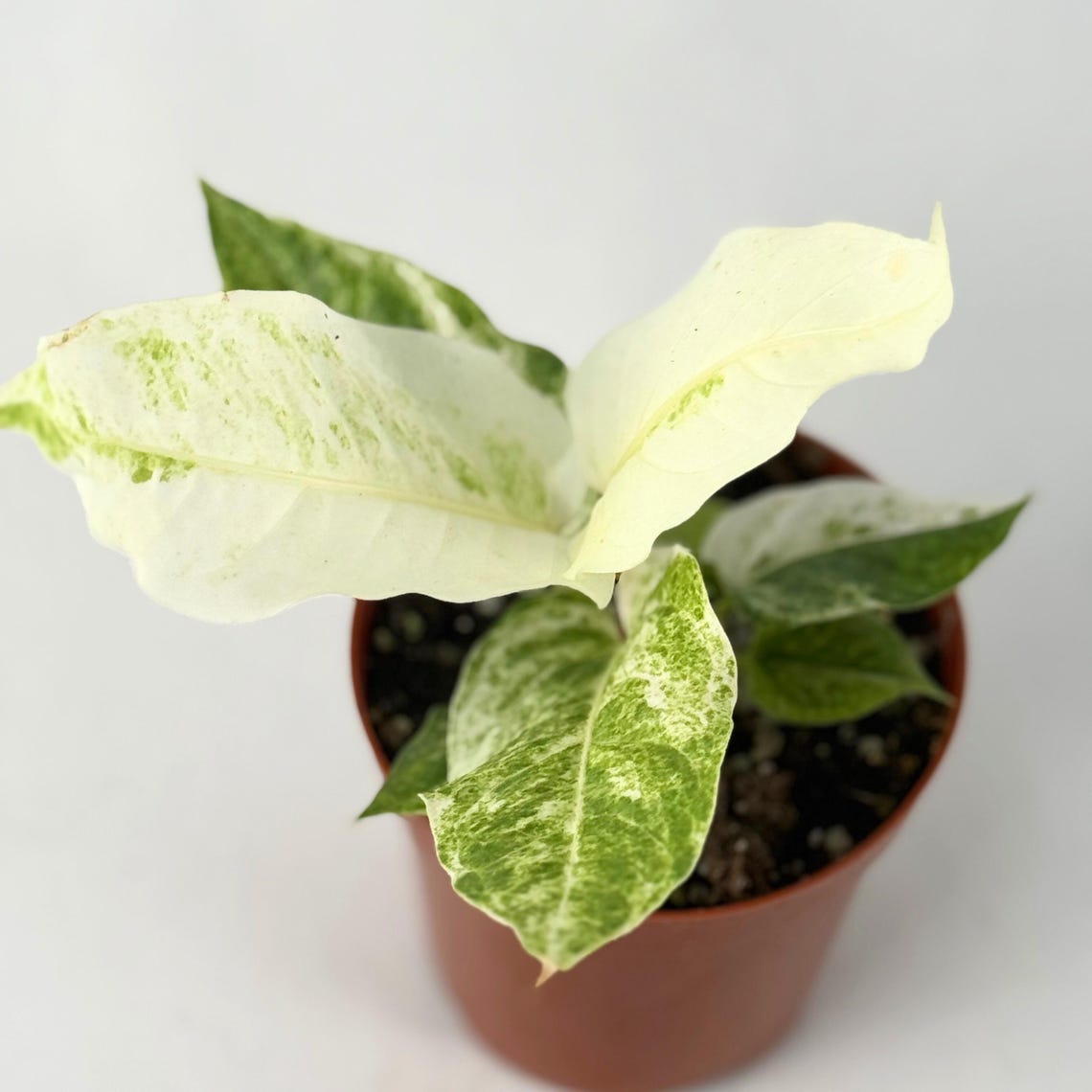 Anthurium Hookeri Variegated Live Plant | Variegata Anthuriums Cutting ...