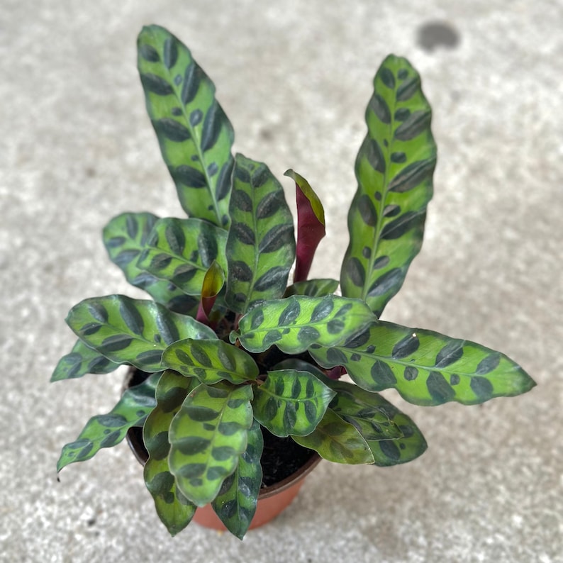 Calathea Plant Rattlesnake Live | Calathea Rattlesnake House Plant ...