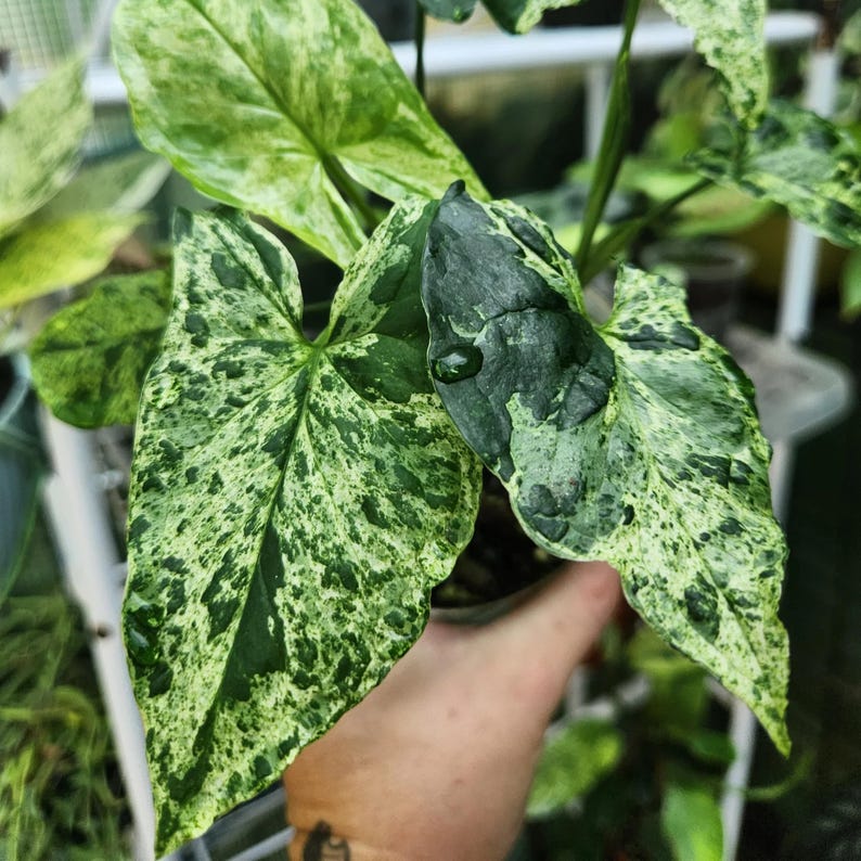 Syngonium Mojito Live Plant | Syngonium House Plants | Rooted Indoor ...