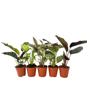 Assorted Calathea Plant Starter Pack | Calathea Bundle House Plants ...
