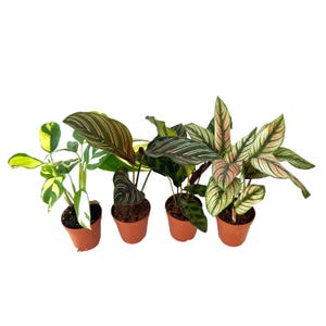 Assorted Calathea Plant Starter Pack | Calathea Bundle House Plants ...