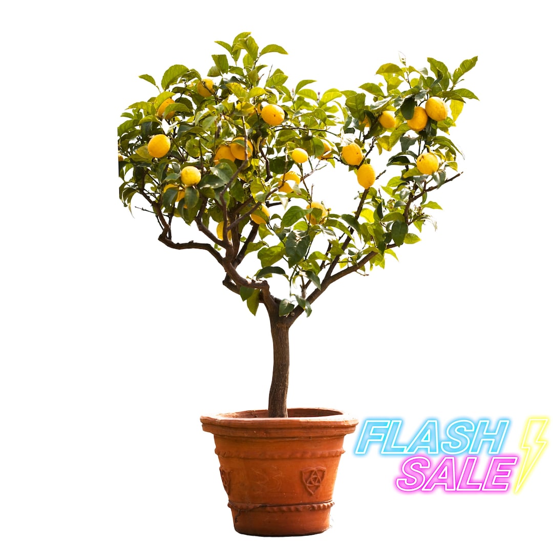 Yellow Lemon Tree Live Plant | Grafted Eureka Lemon Trees | House ...